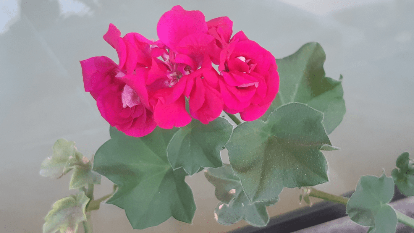 5 Different Types of Geraniums (Pelargoniums) - Dengarden