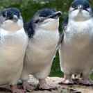 Phillip Island Fairy Penguins - Owlcation