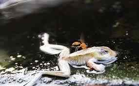 Mysterious Amazon : Shanay - Timpishka The Boiling River - HubPages
