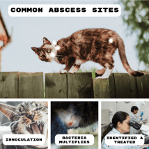 How to Treat Cat Abscesses at Home - HubPages