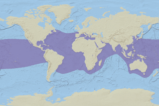 Hawksbill Turtle - A Critically Endangered Species - HubPages