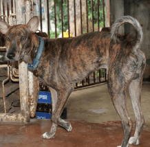 The Philippine Forest Dog, Also Known as the "Asong Gubat," Is a Dog ...