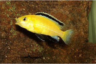 10 Spectacular Yellow Fish - Owlcation