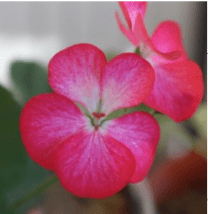 5 Different Types of Geraniums (Pelargoniums) - HubPages