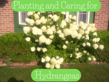 How to Plant and Care for Hydrangeas - Dengarden