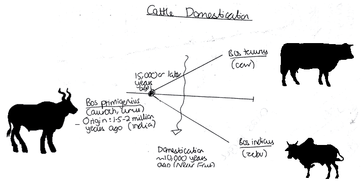 The Domestication of the Dog, Fox, Cattle and Sheep - HubPages