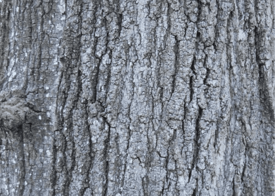 Common Types of Oak Trees (With Bark Photos for Identification) - HubPages