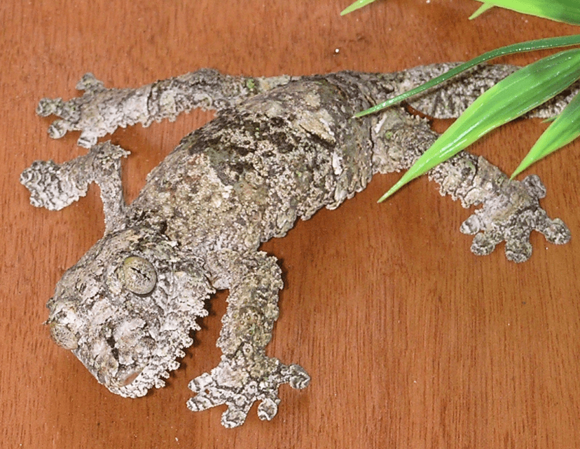 Different Types of Leaf-Tailed Gecko Lizards - HubPages