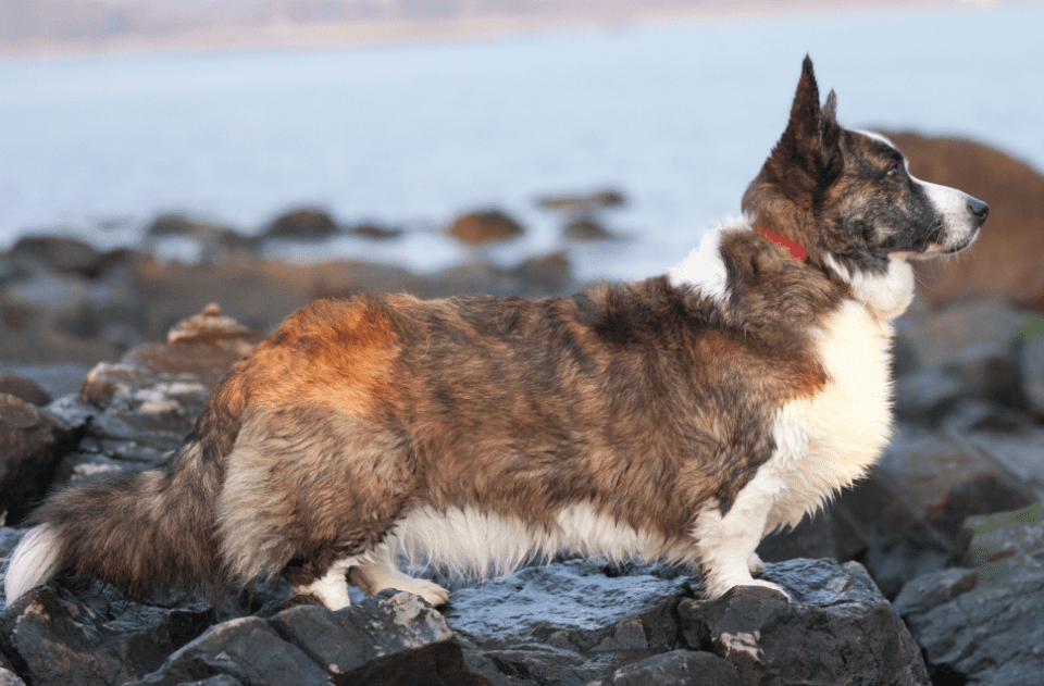 Welsh Corgi Breed Information: What You Really Need to Know - PetHelpful