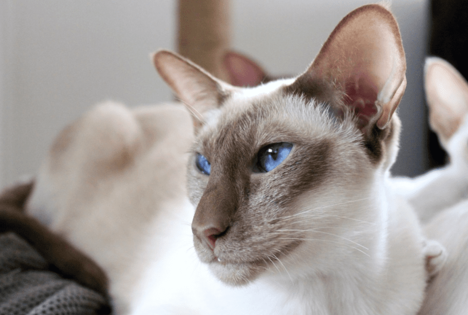 14 Best Hypoallergenic Cat Breeds for People With Allergies - HubPages