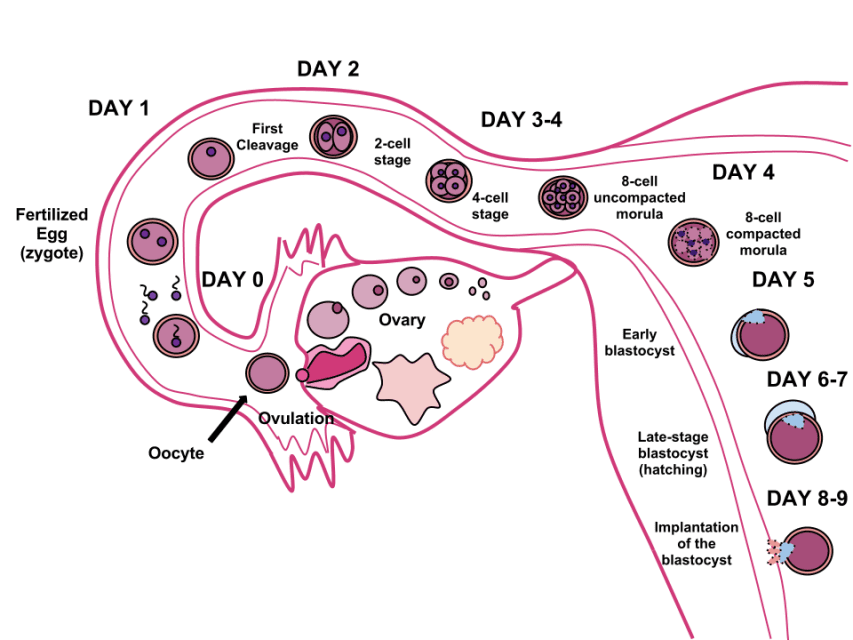 Stages of Prenatal Development - HubPages