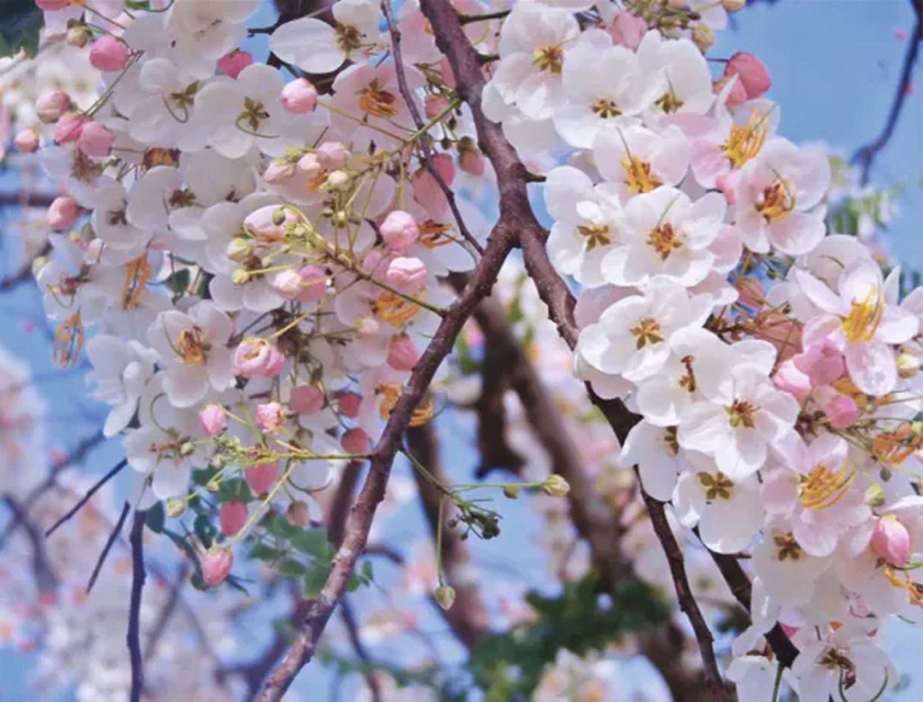 20 Most Beautiful Native Flowers of the Philippines - HubPages