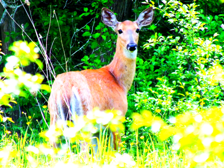 How to Use AI Art Generator to Make AI Generated Artwork - HubPages