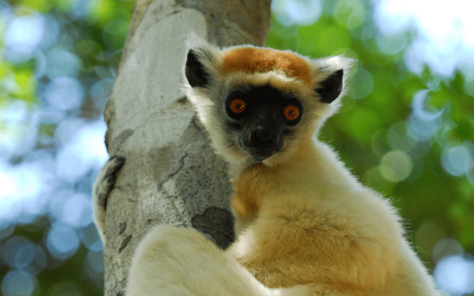 Types of Lemurs: Endemic to Madagascar, but Favorites in Zoos Worldwide ...