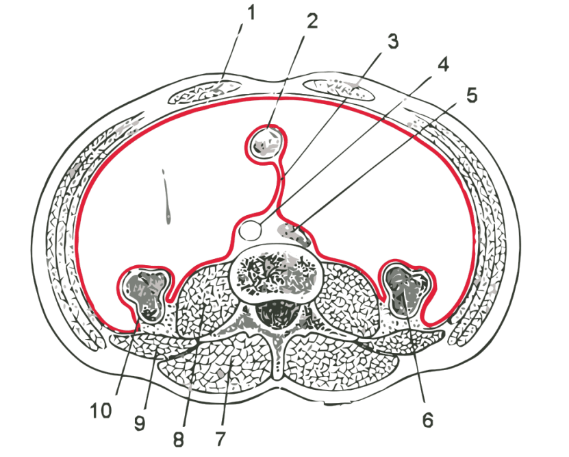 Meaning of Biology Prefix Meso- - HubPages