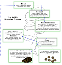 How the Rabbit Digestive System Works - Owlcation - Education