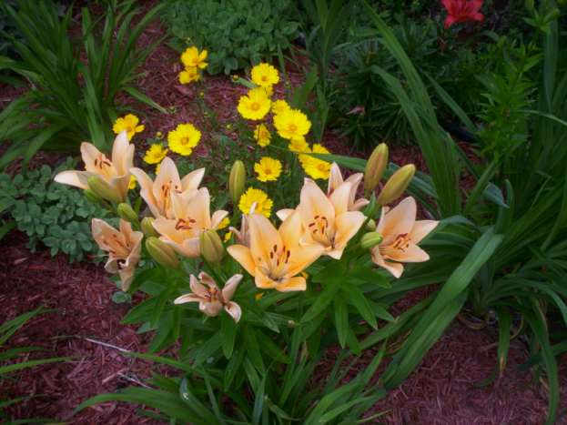How to Grow Asiatic Lilies - Dengarden
