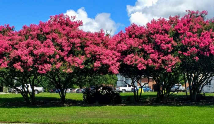 How to Grow a Crepe Myrtle Tree From Cuttings - HubPages