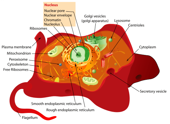 Eukaryotic Animal Cell Structure: A Visual Guide - HubPages