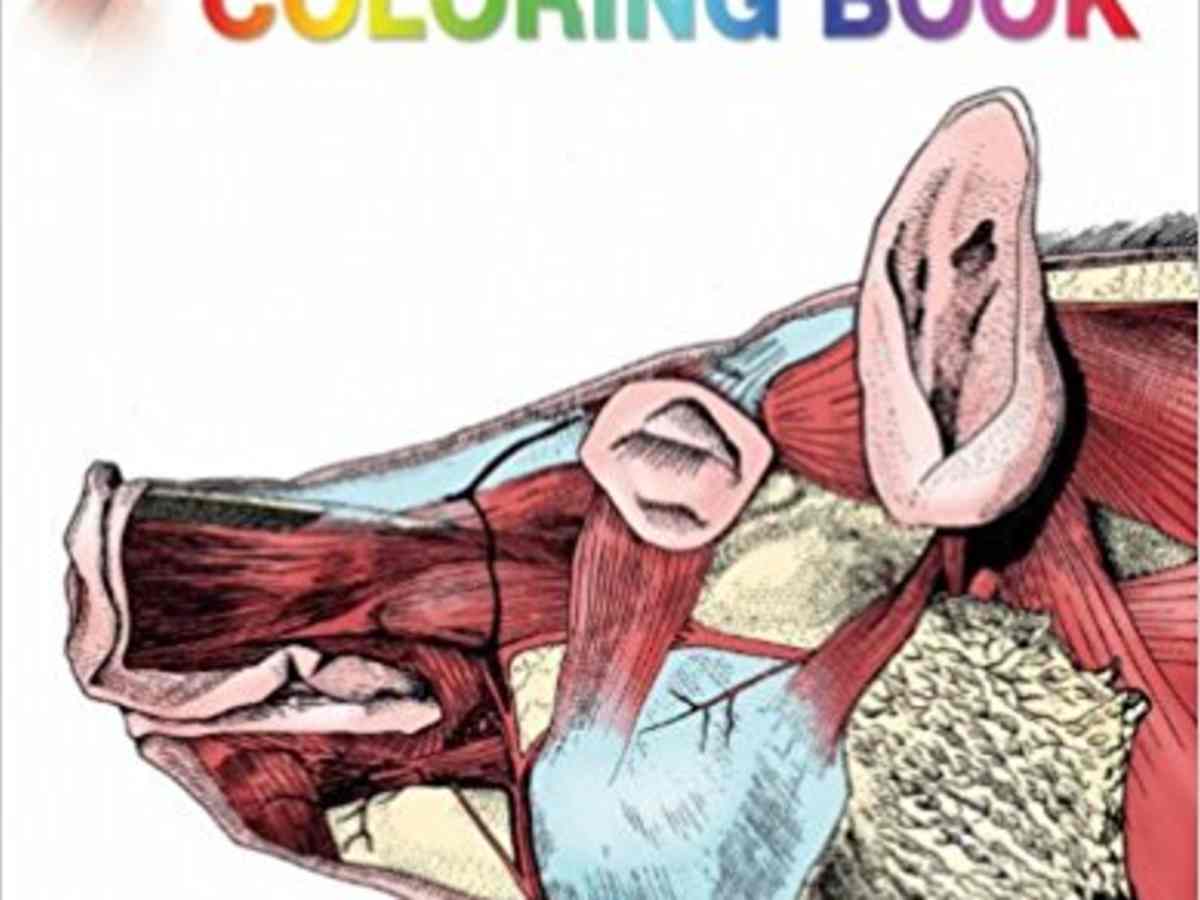 veterinary coloring book anatomy