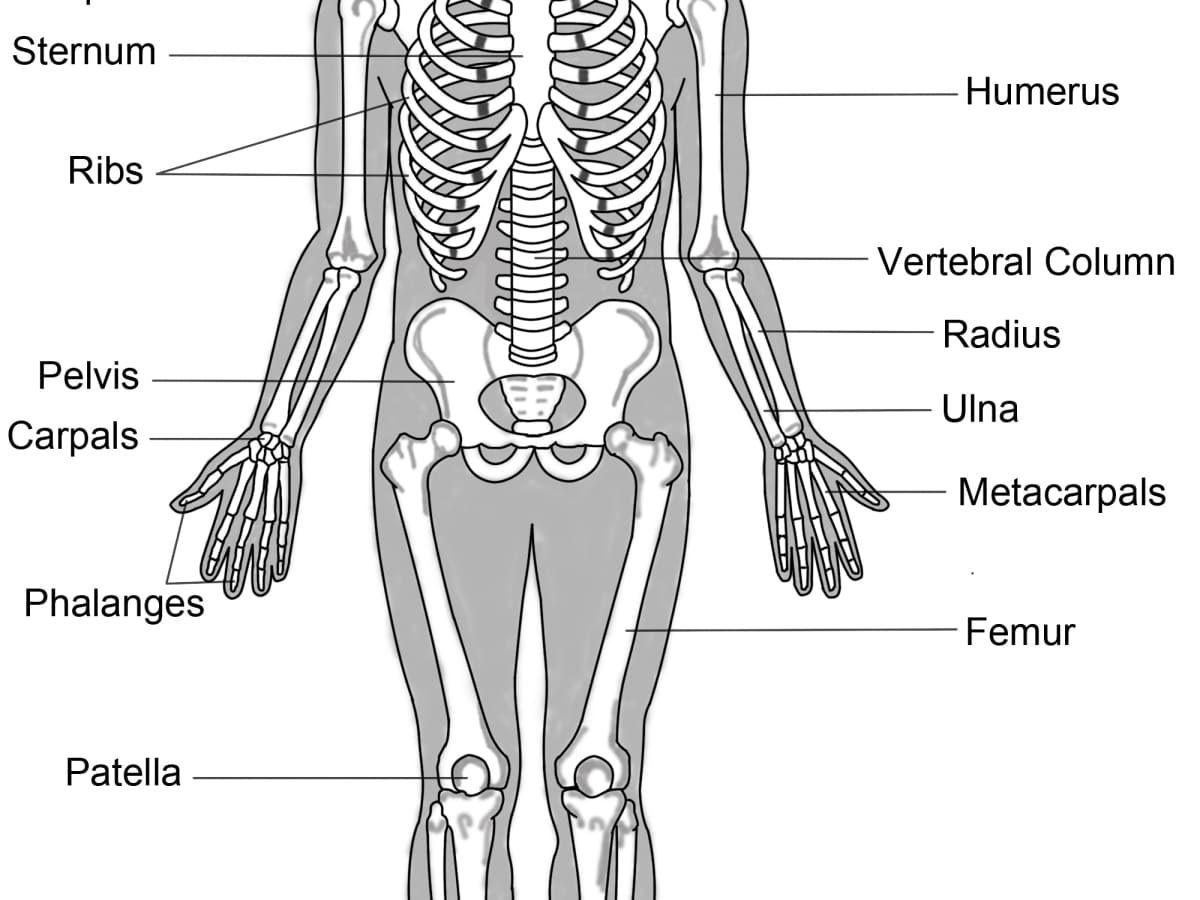 Skeletal System Vertebral Column Skeletal System Vertebral Column