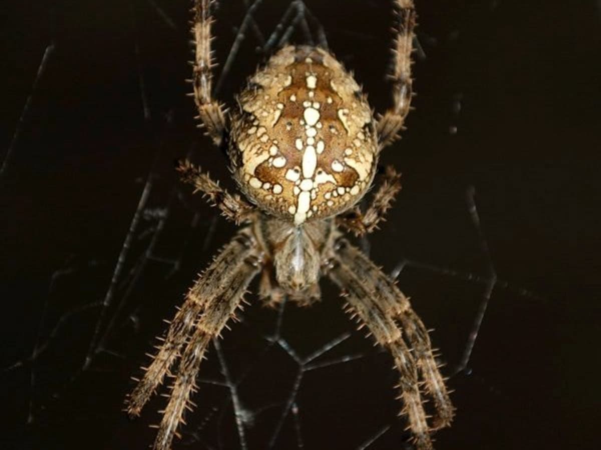 Common Garden Orb Weaver Spider Bite Fasci Garden