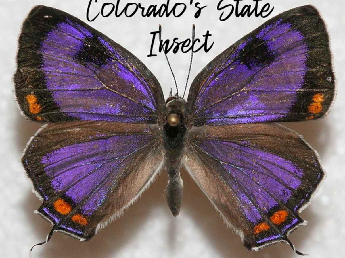 Colorado State Insect Only