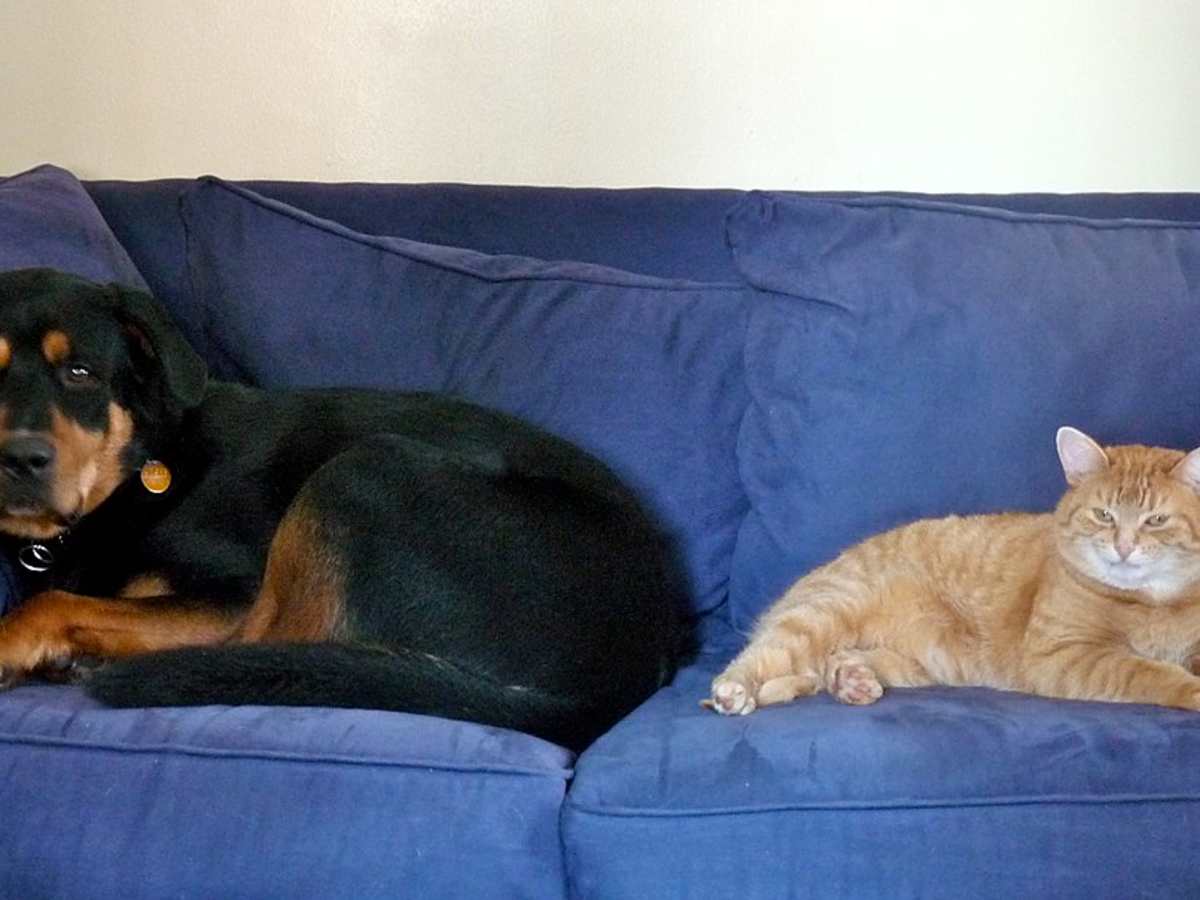 Do Rottweilers Get Along With Cats