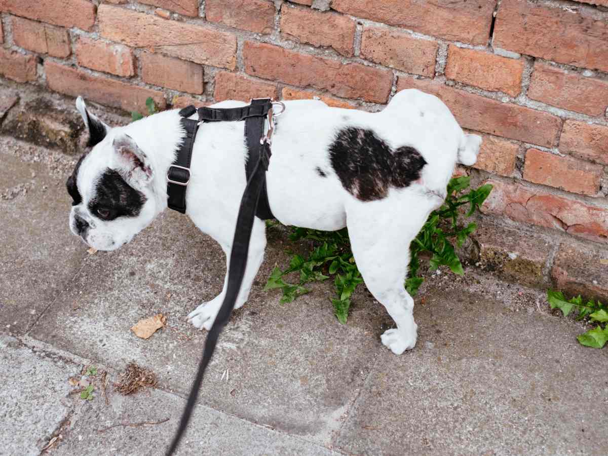 How Do You Train A Dog To Come To Command