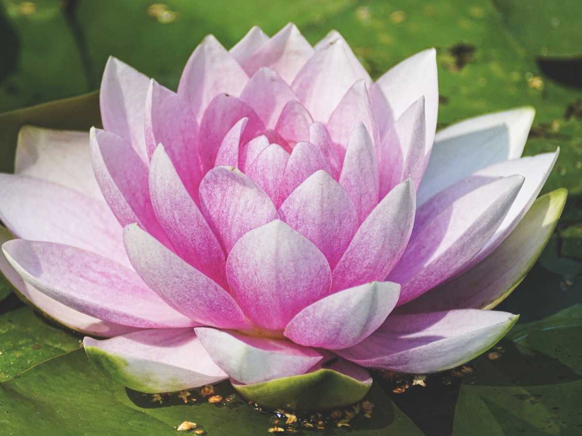 Lotus Flower Names | Best Flower Site