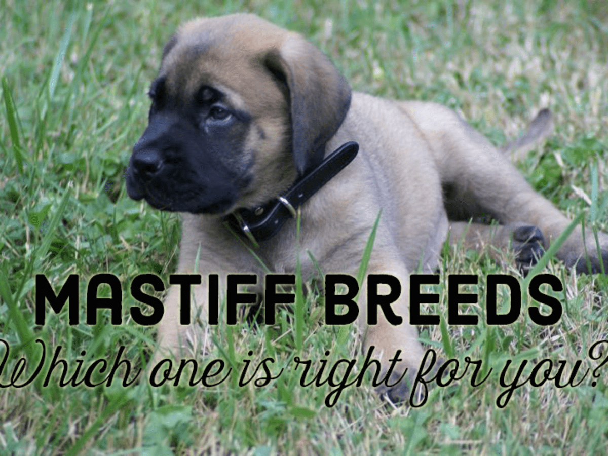 Different Bull Mastiff Breeds