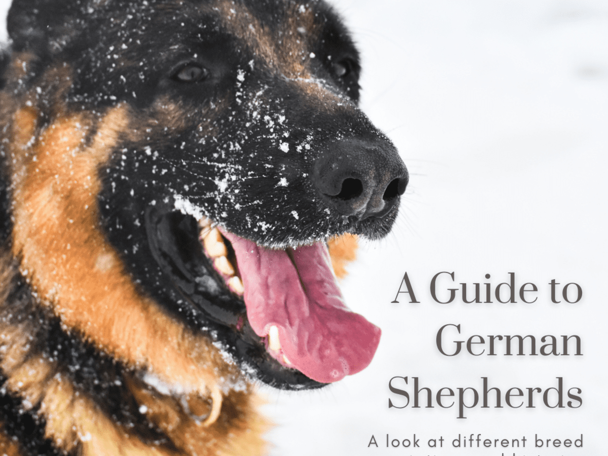 Are There Two Types Of German Shepherds