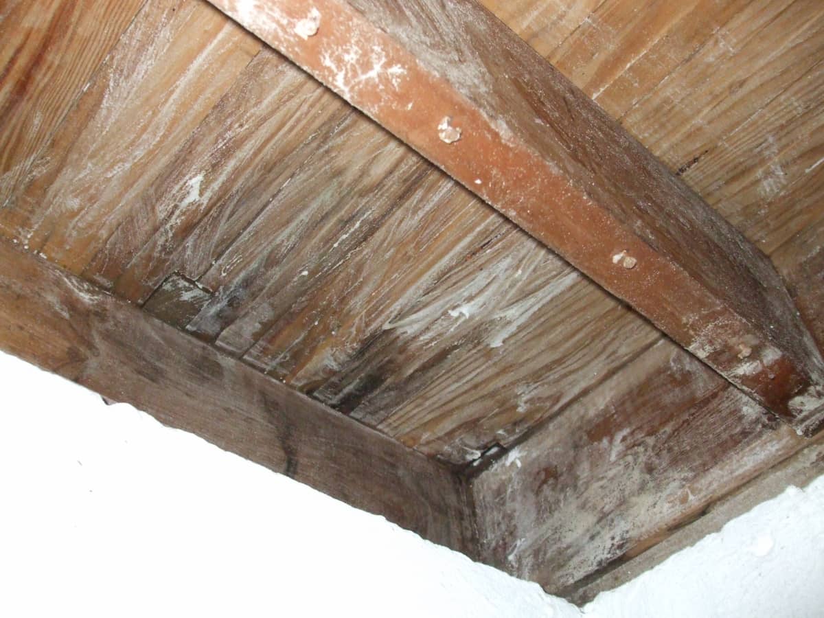 Mold killer for wood store