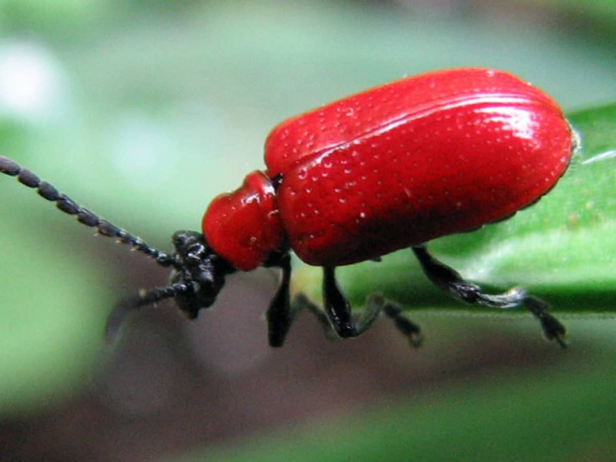 Red lily beetle store