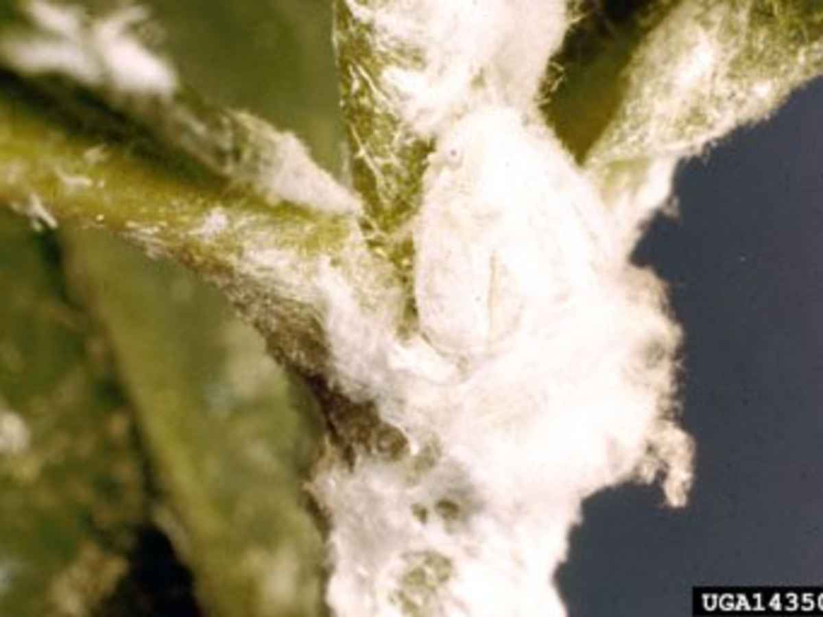 Fuzzy White Aphids