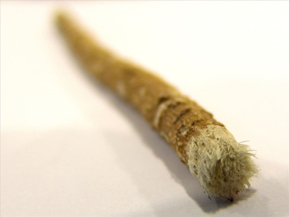 A Brief History of the Toothbrush HubPages