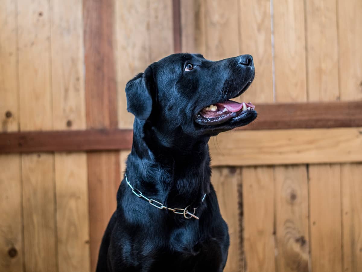 60 Names for Black Dogs Male Female Badass and Funny From Astro to Velvet HubPages