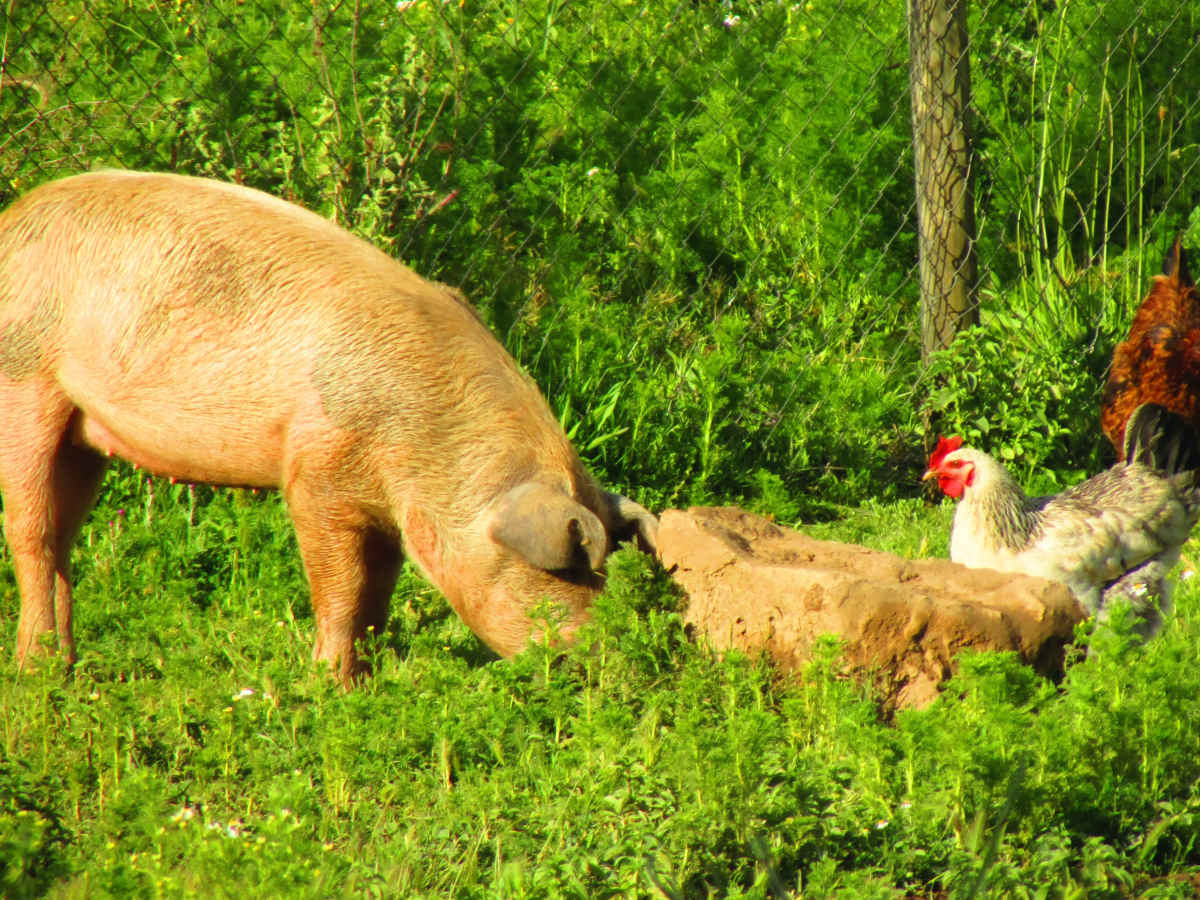 Pigs And Chickens Together