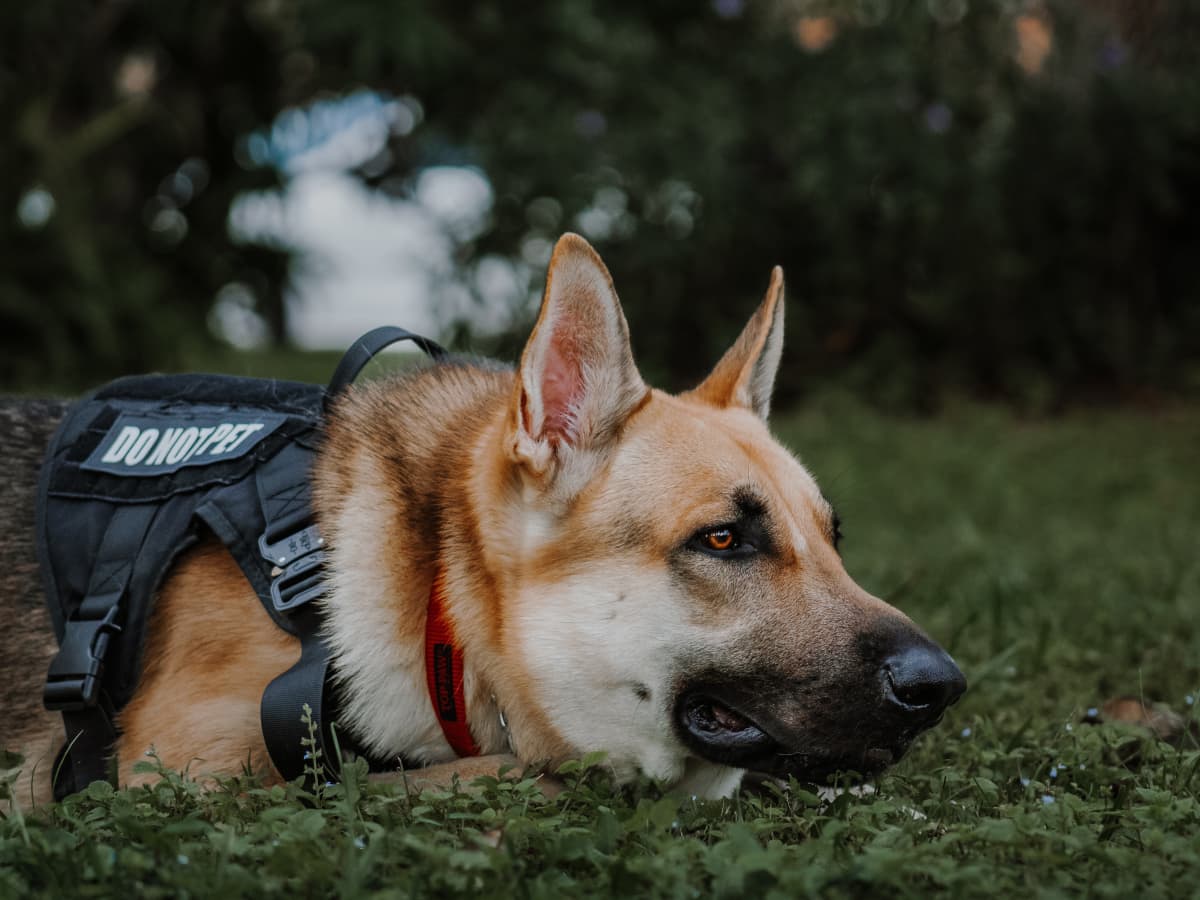 200 Scary Intimidating Dog Names HubPages