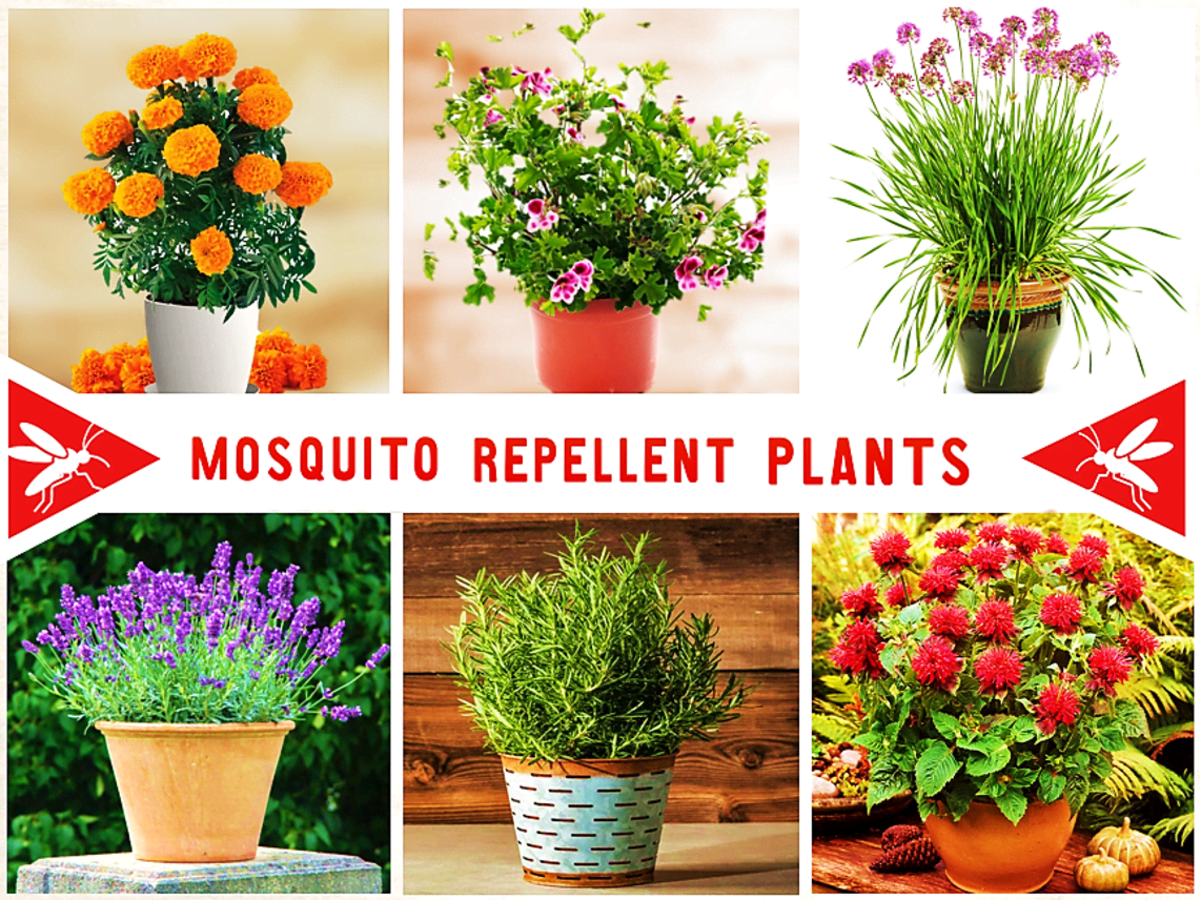 Mosquito repellent plants store