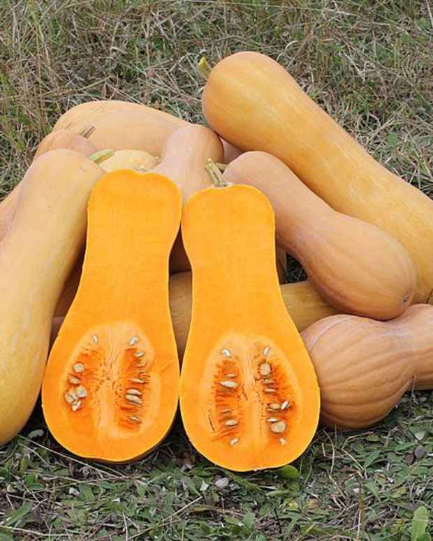 How to Grow Squash-Pumpkin Hybrids - Dengarden - Home and Garden