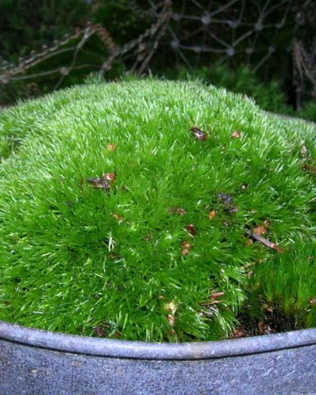 How to Grow Moss - Dengarden