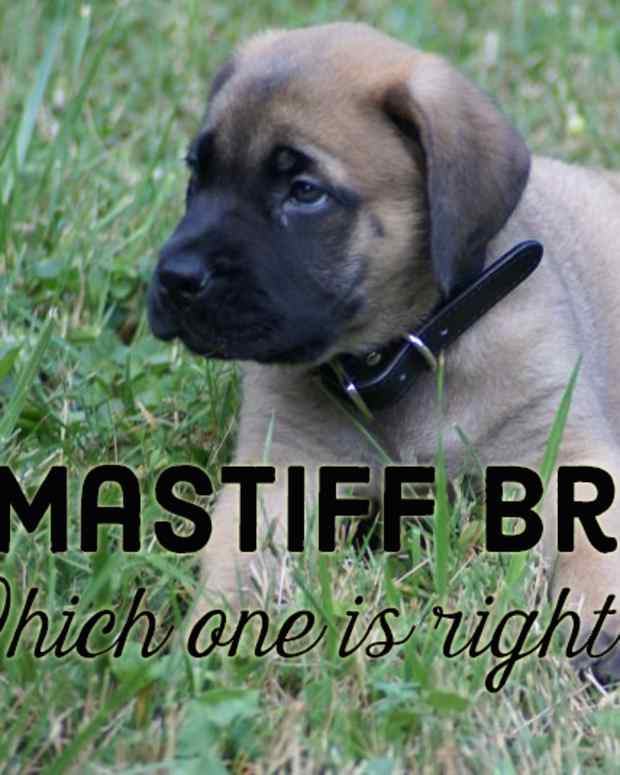 Five Commonly Banned Dog Breeds - PetHelpful