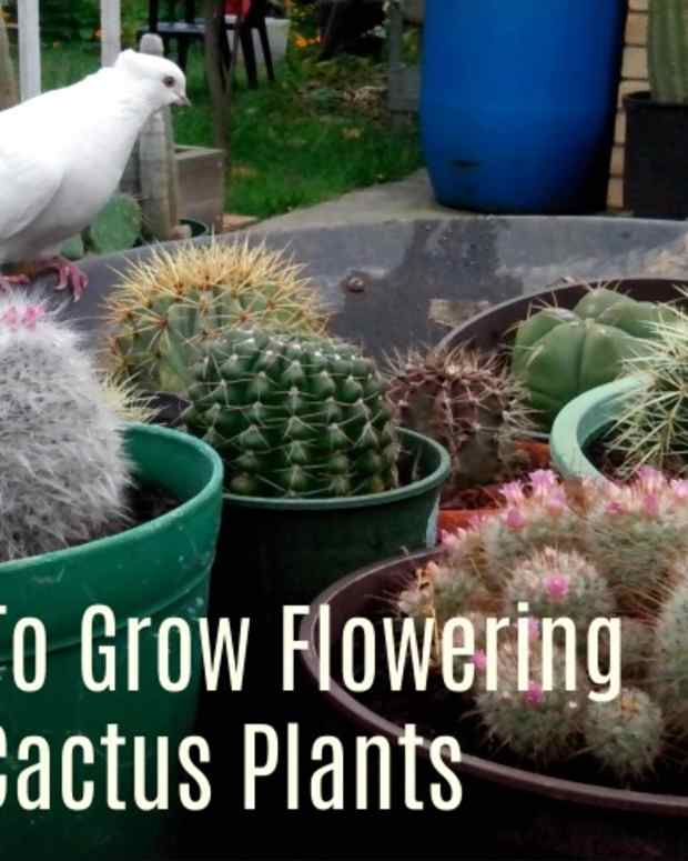 7 Types of Indoor Cactus Plants - Dengarden