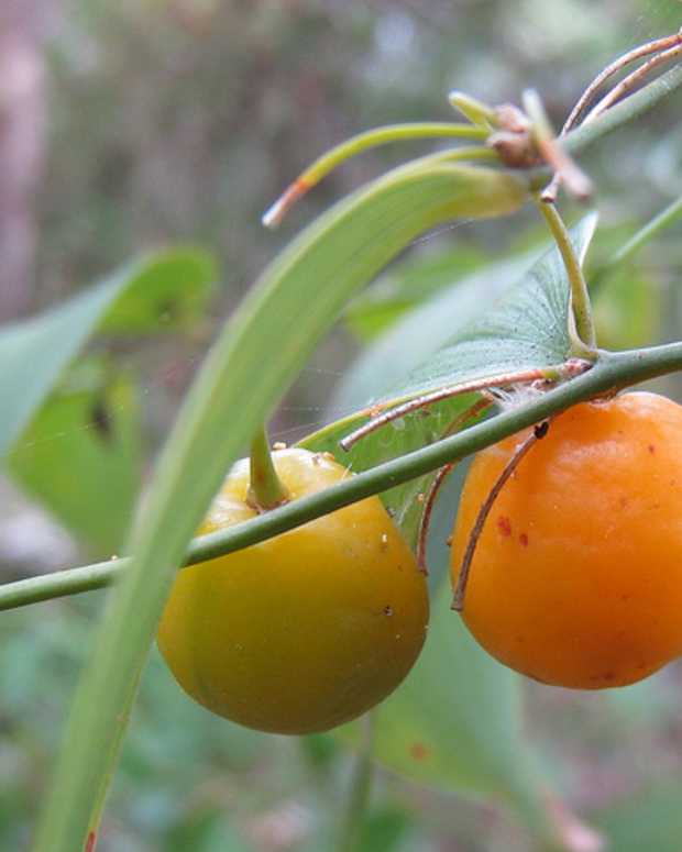 Australian Native Plant Profile: Fraser Island Creeper (Tecomanthe ...