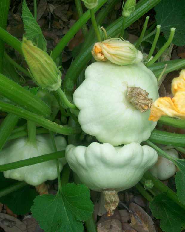 How to Grow Squash-Pumpkin Hybrids - Dengarden - Home and Garden