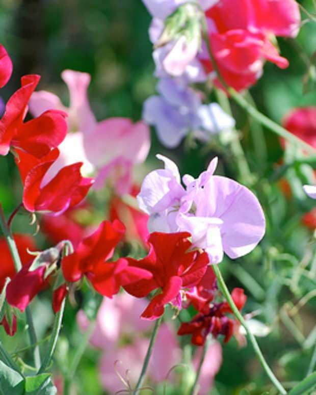 7 Kinds of Fragrant Flowers for a Sweet-Smelling Garden - Dengarden
