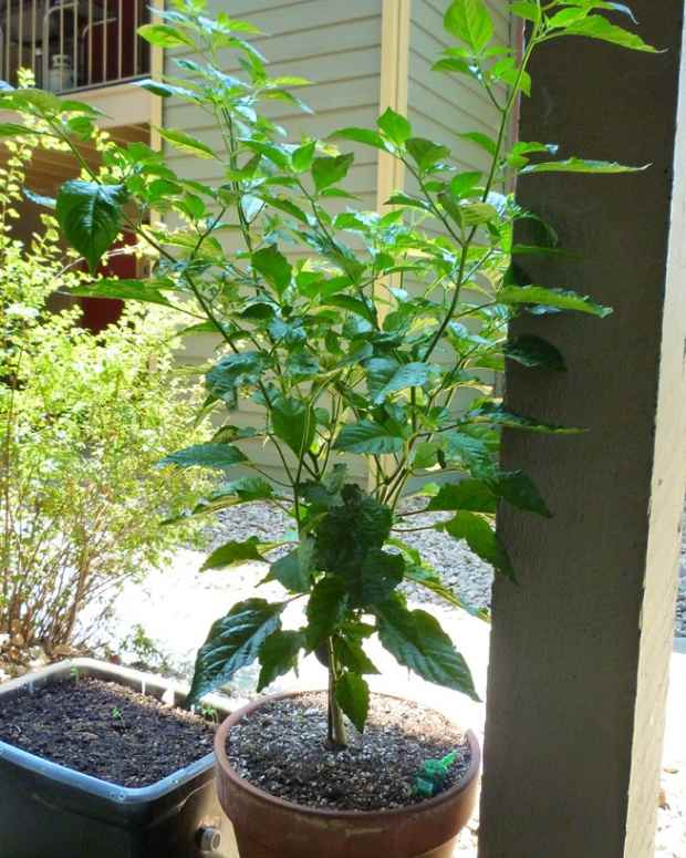 How to Grow Pequin Peppers - Dengarden - Home and Garden