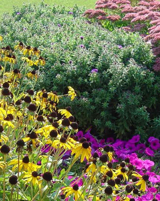 Fall Flowers - Late Blooming Perennials and Shrubs - Dengarden - Home ...