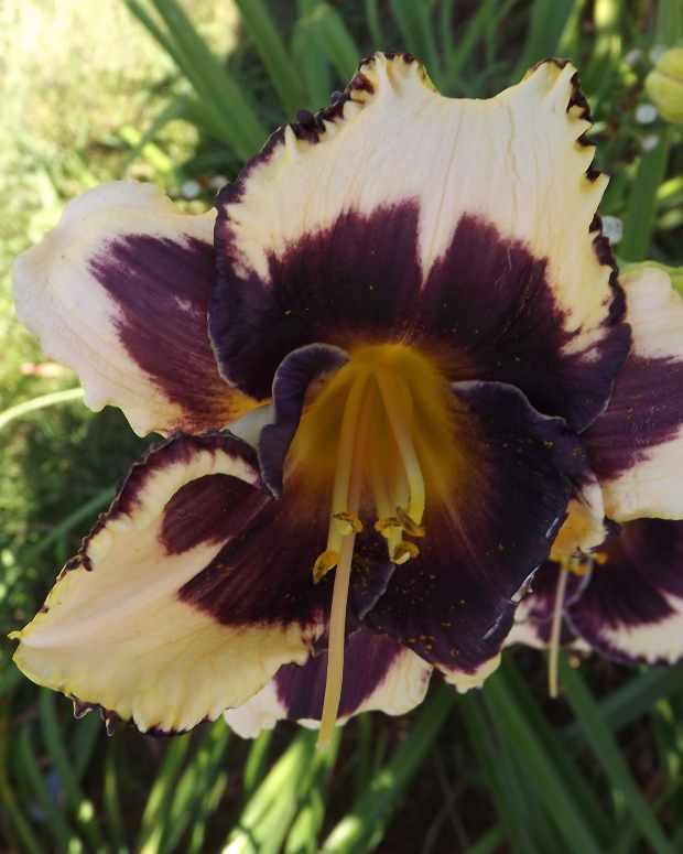 How to Keep Stella de Oro Daylilies Blooming All Season - Dengarden ...